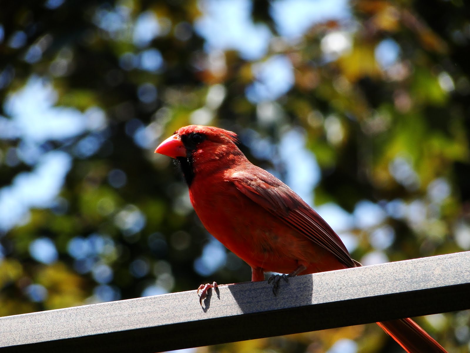 A Little Bit of British from Across The Pond: Fledgling Cardinal