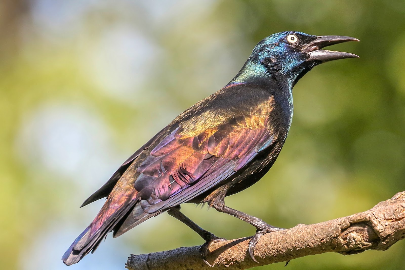Common Grackle, Rondeau Provincial Park