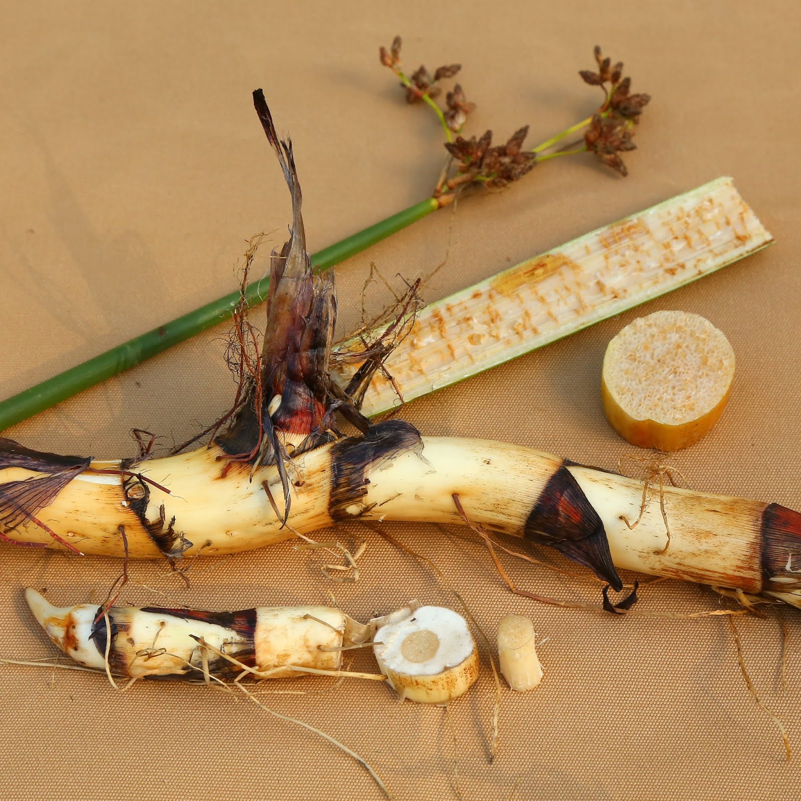 Wild Harvests: How to Eat a Bulrush
