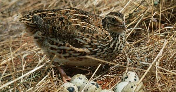 Cara Sukses Memulai Usaha Ternak Burung Puyuh Petelur - agriusaha