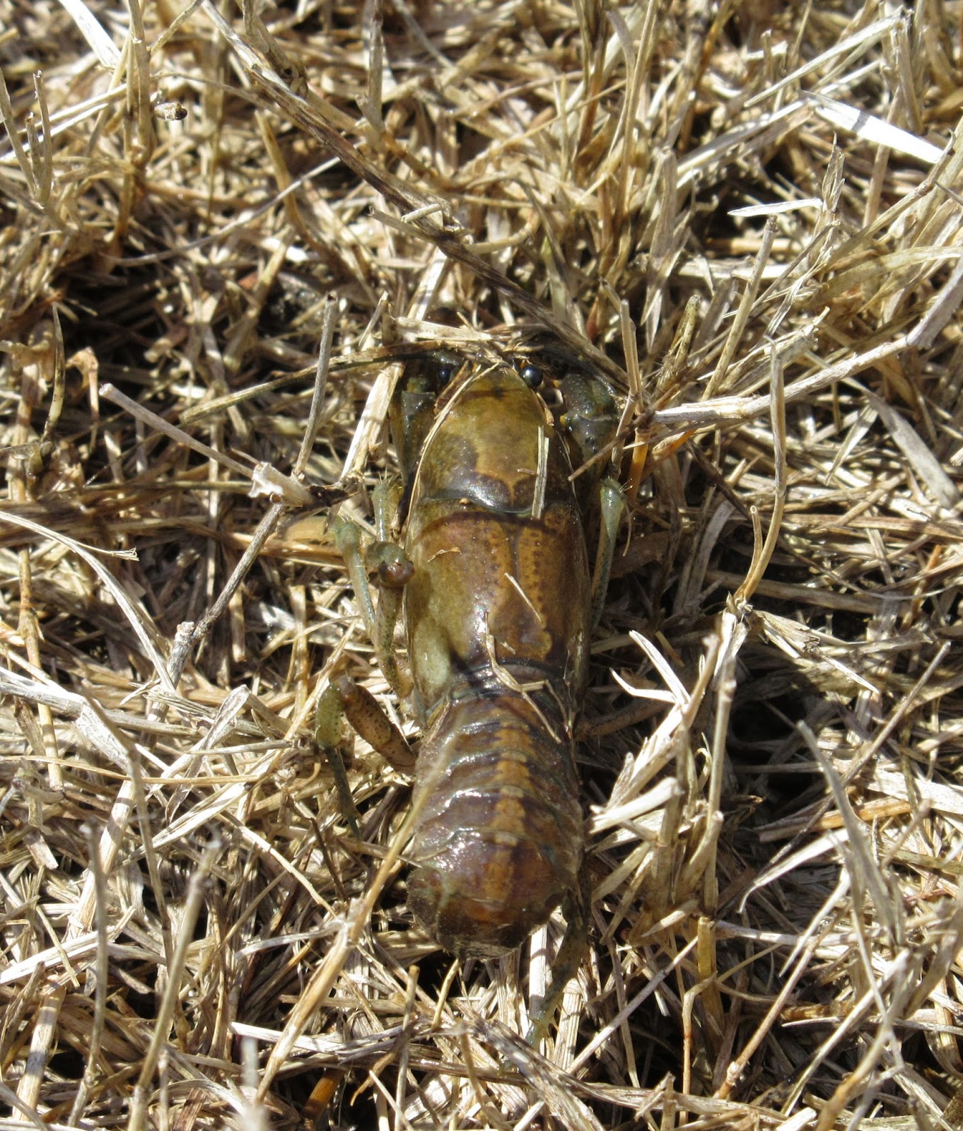 To know a place: Oak Point Nature Preserve: Mudbugs
