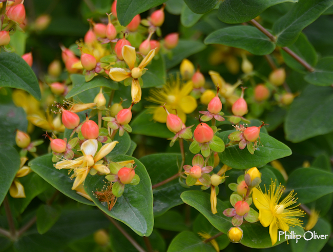 Hypericum ‘Pumpkin’ (St. John’s Wort) – Yard 'N Garden Land