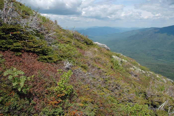 Rock n Runner: Krummholz