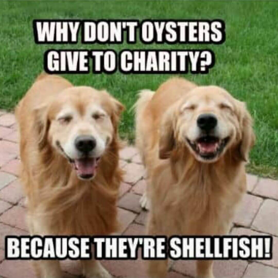 Top 10 Golden Retrievers Memes