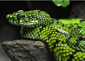 LIST: 30+ Most Beautiful Snakes in the world
