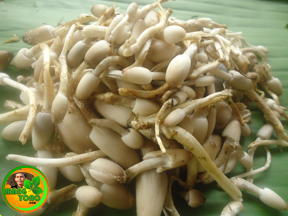 Jamur Padi - Perumperindo.co.id