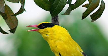 KUALA SEPETANG ECO TOURISM Matang Mangrove Forest Reserve Tour, Bird ...