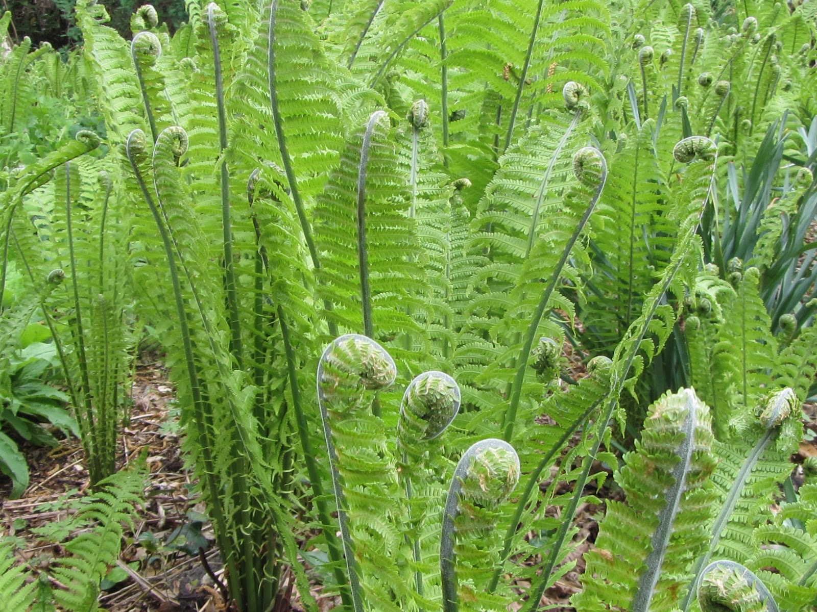 Jan Wilde een Tuin: VARENS