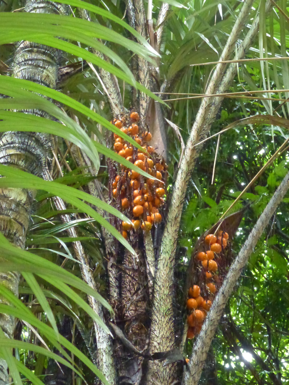 MSG-3 Launch Campaign: Le Bouyon Wara