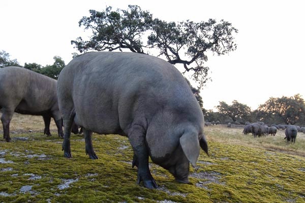 THE JAMONERÍA: febrero 2012