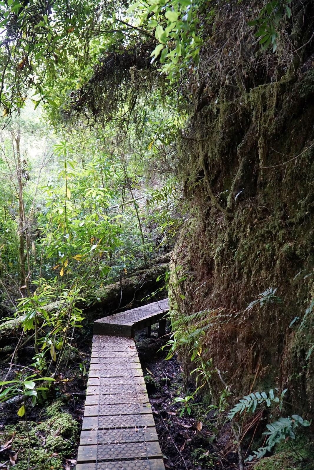 Huon Pine & Whyte River Track (Pieman River State Reserve) ~ The Long ...