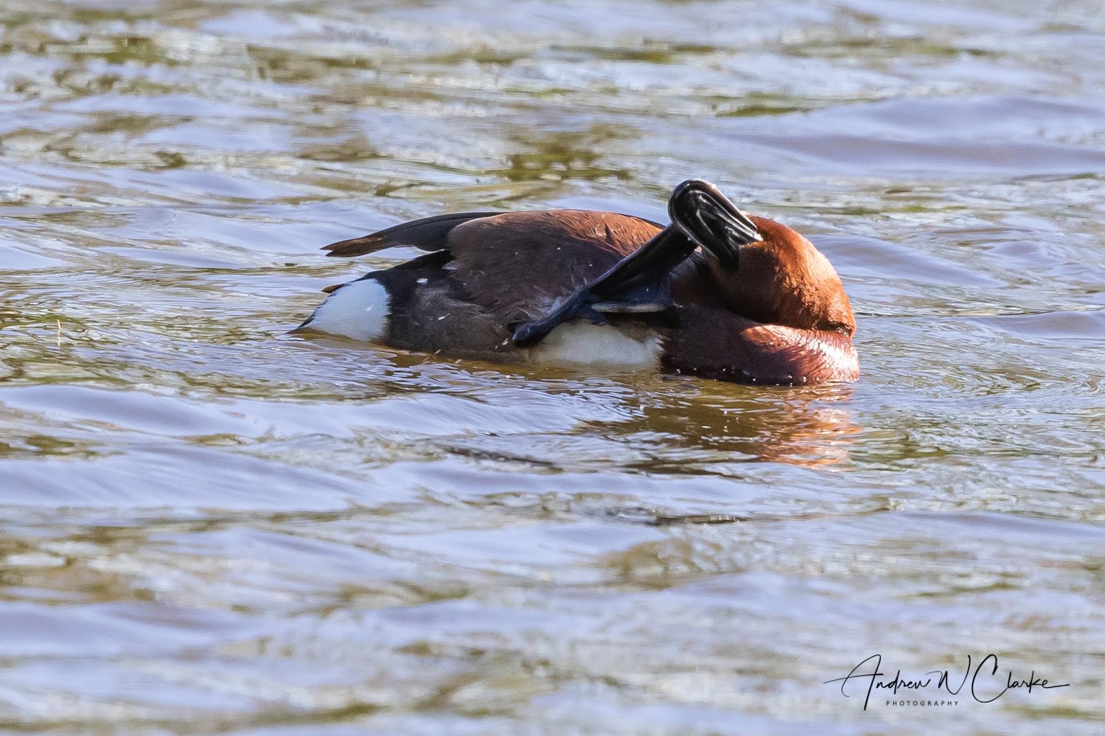 Photobirder: Ferruginous Duck adult male at Holmestrand, Vestfold ...
