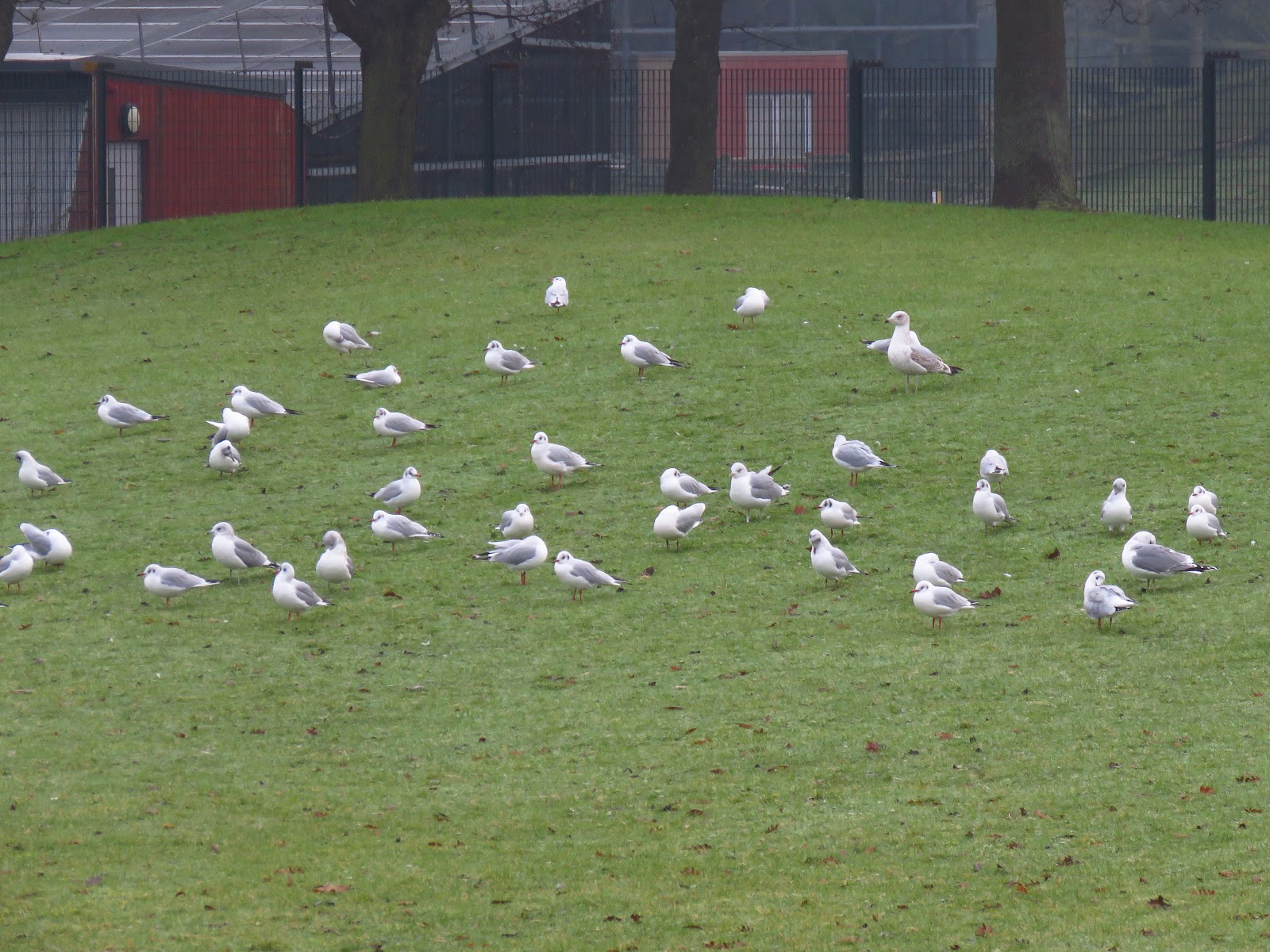 The Rattling Crow: Loafing gulls
