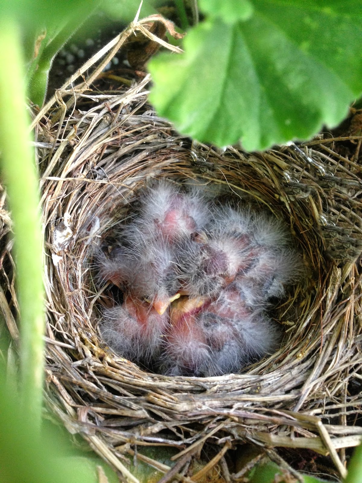 Front Porch & Front Yard Tour - The Unique Nest