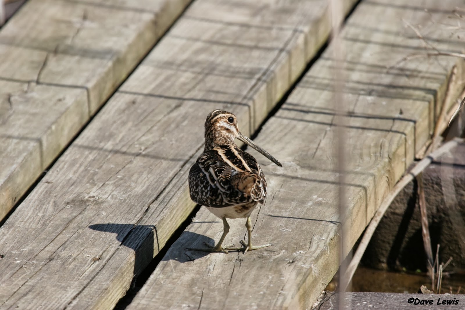 Birds from Behind : Please Help the Cleveland Metroparks!