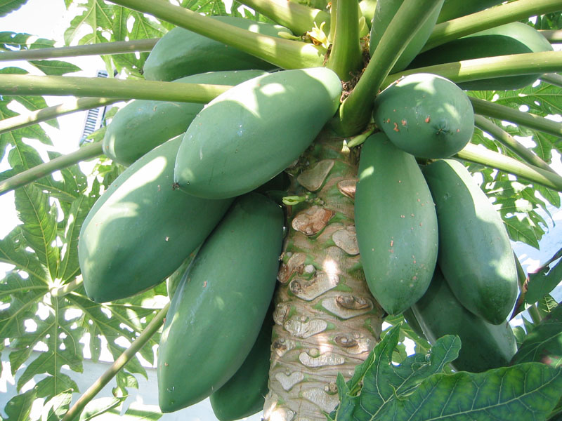 INFORMACIÓN ACERCA DE LA PAPAYA