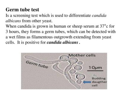 Merlins Micro World: CANDIDIASIS