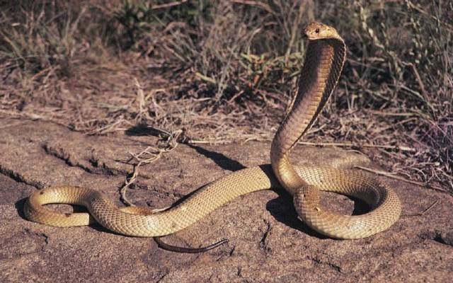 fact_blast: Sambisa forest covered with mysterious Snakes, Bees Attack ...