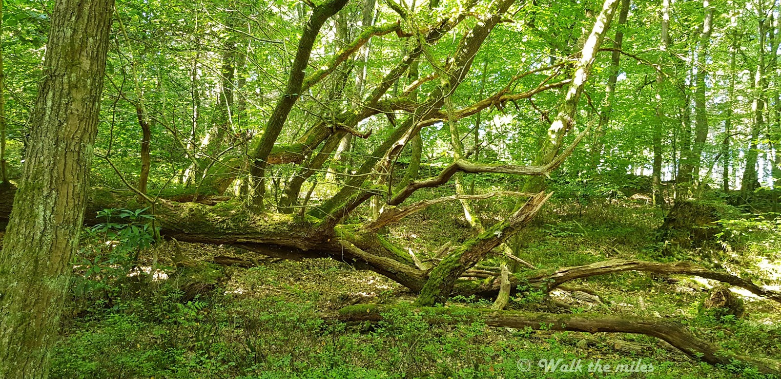Walk the miles: Winterfold Forest