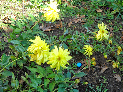 Νίκου Βασιλική Νηπιαγωγείο Δημιουργίας...: ΣΧΟΛΙΚΟΣ ΚΗΠΟΣ 4ου ...