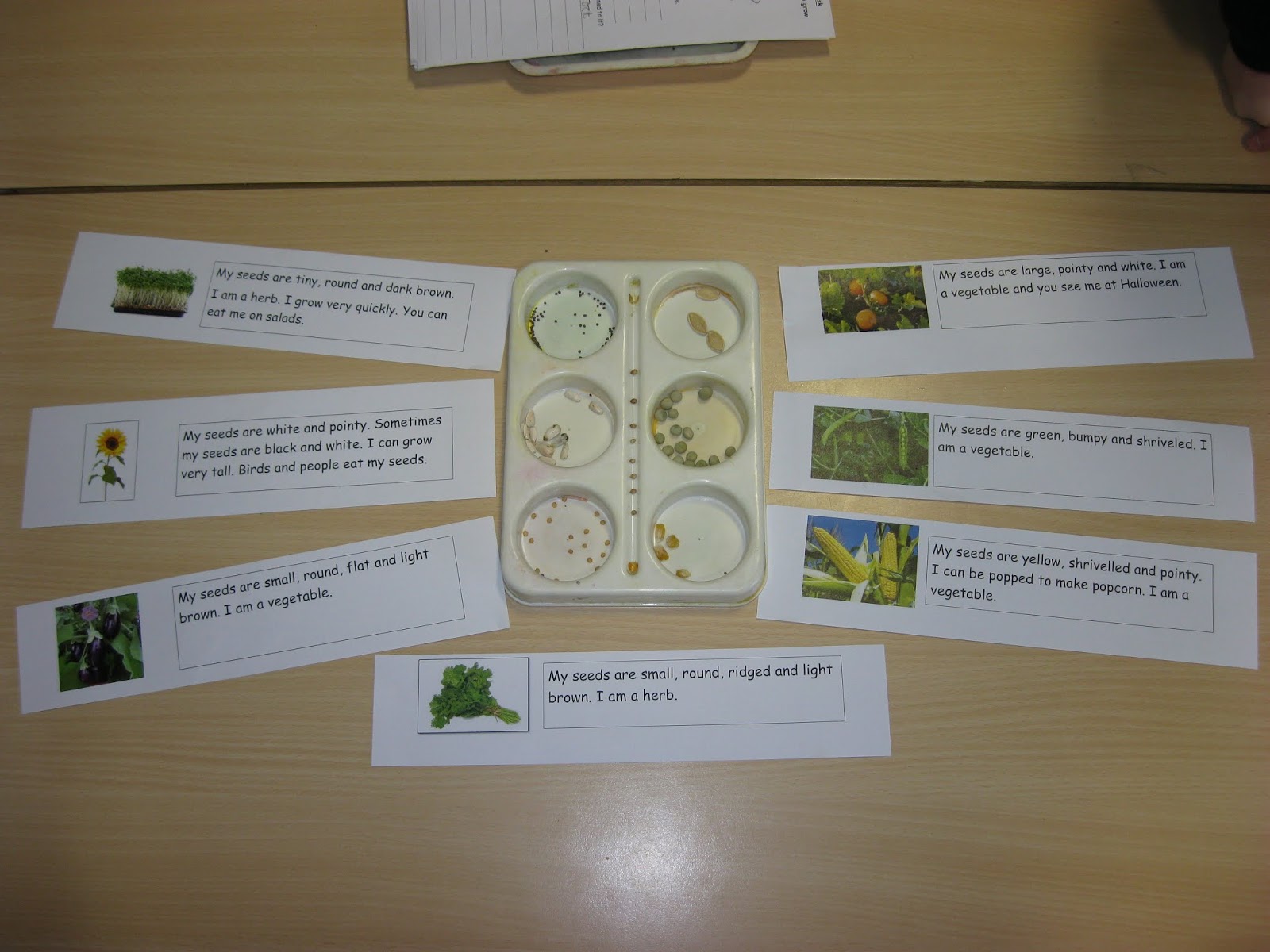 Windhill21: Year 2 Science - sorting seeds