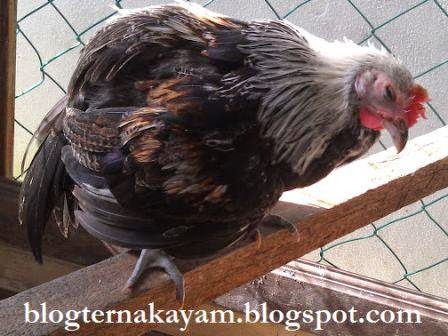 Sistem Culling Pada Kawanan Ayam | Ternak Ayam