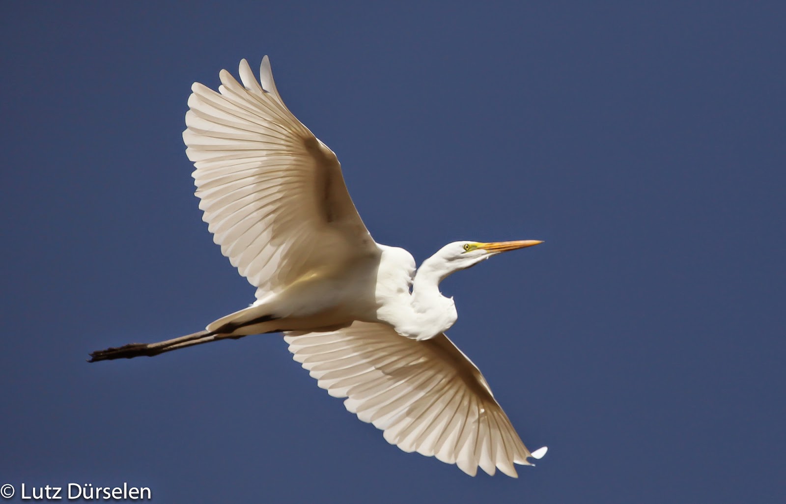 Bellas Aves de El Salvador: Ardea alba (garza blanca) Residente y ...