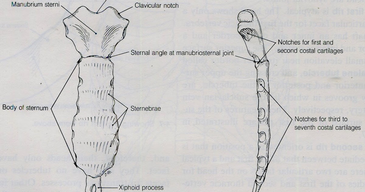 easyhumanatomy: Sternum : handout with important questions