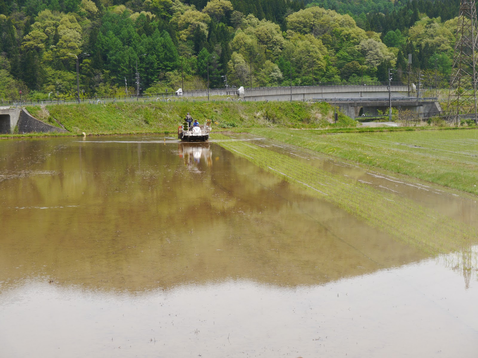 Pola ryżowe w Japonii