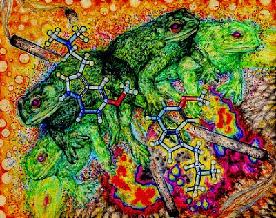 ESTAS DIVINIDADES PSIQUEMOLAN: BUFO ALVARIUS : EL SAPO DEL AMANECER (DMT)