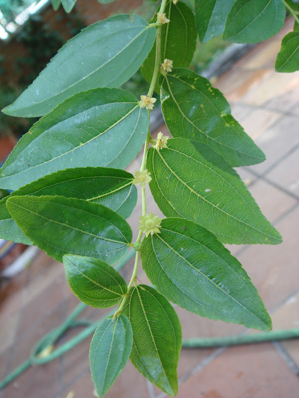 Fotografiando plantas: Azofaifo