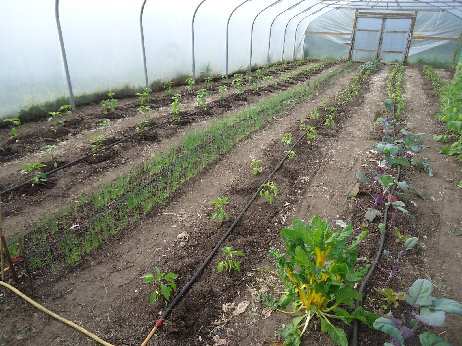 Bosavern Community Farm: Planting summer polytunnel crops