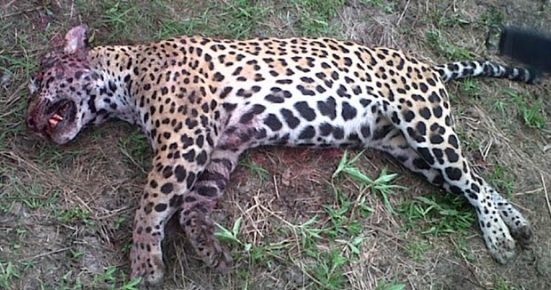 De jaguar in Suriname: Jaguar shot, killed at Grant Burn Bush, Lower ...