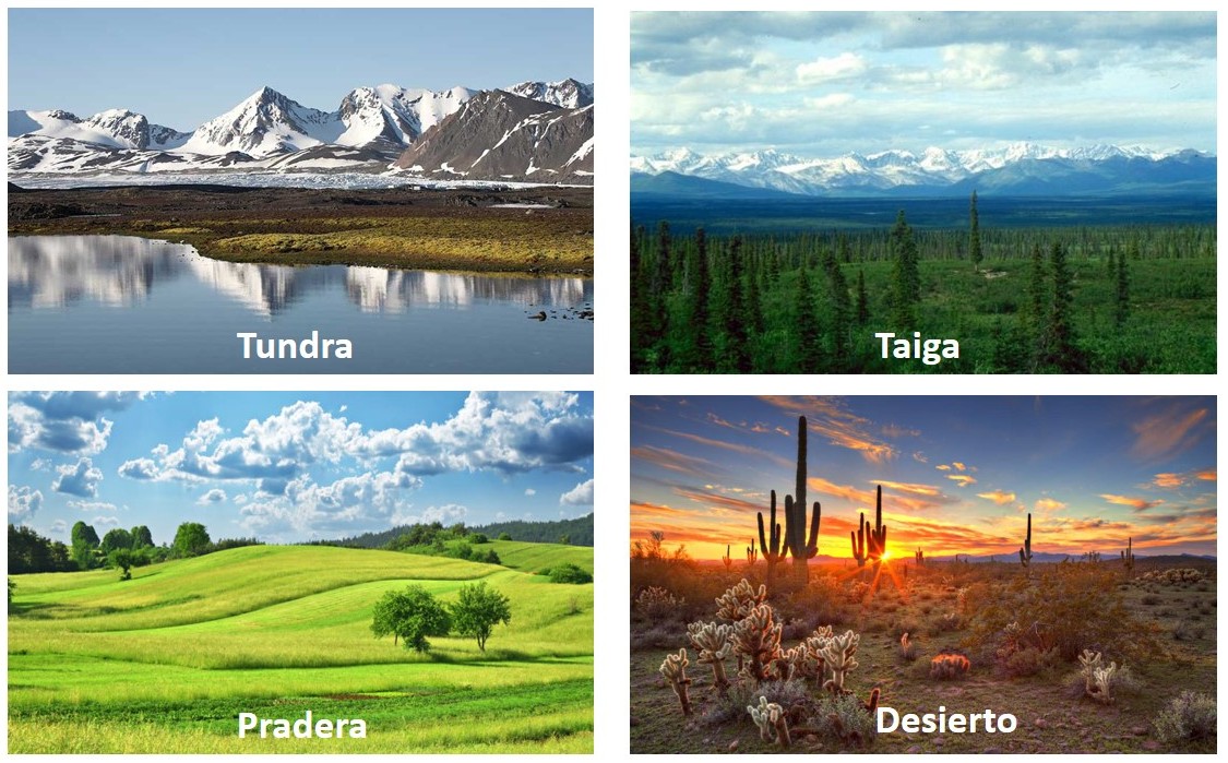 Los Biomas terrestres