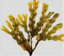 Introduction and Characteristics Features of Phaeophyceae and Their ...