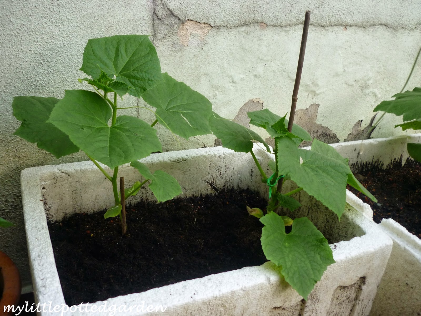 My Little Potted Garden: Spacemaster Cucumber
