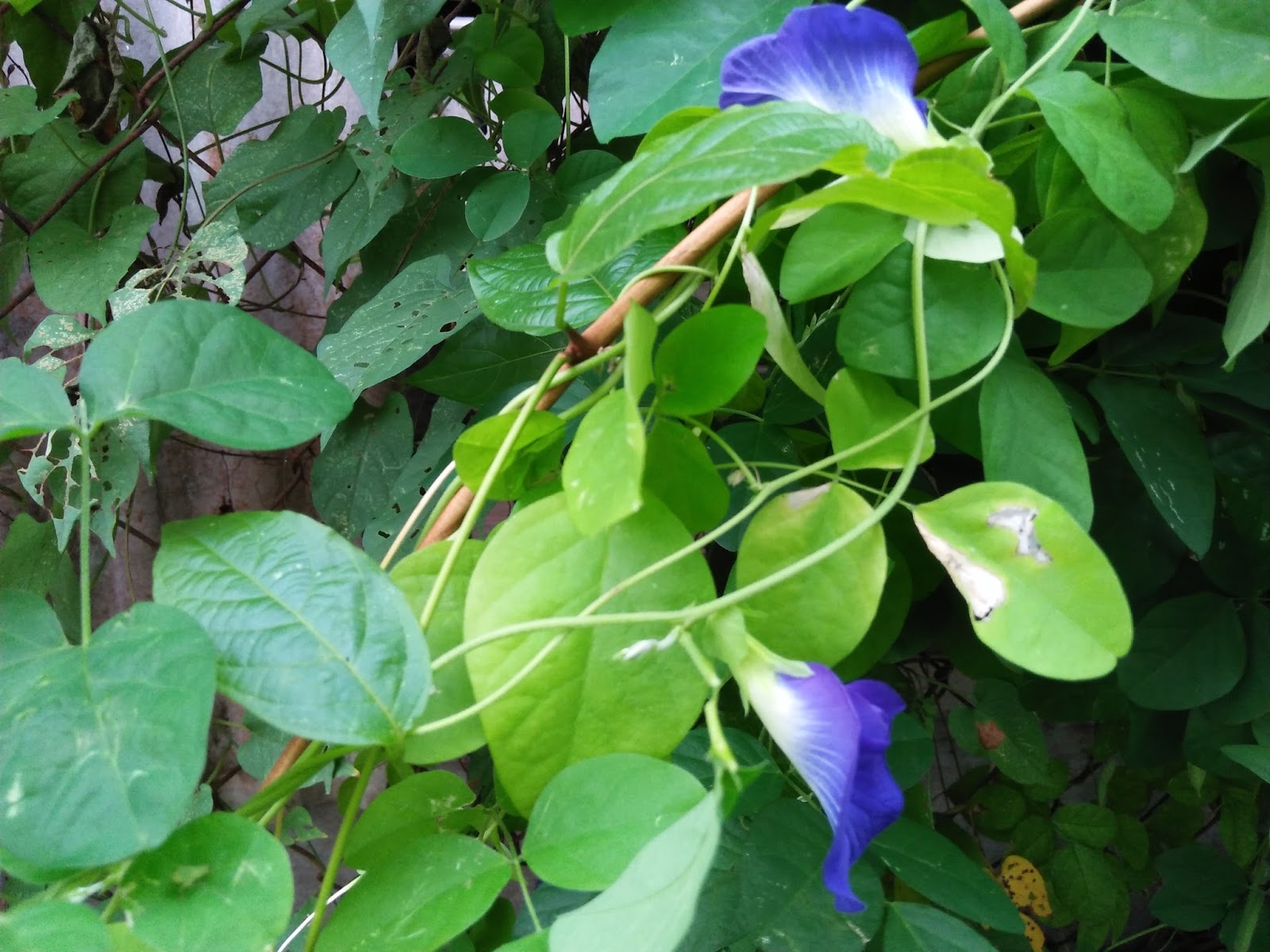 Fuziah Sulaiman blog: Jom kenali flora BUNGA TELANG di Laman 1A : Laman ...