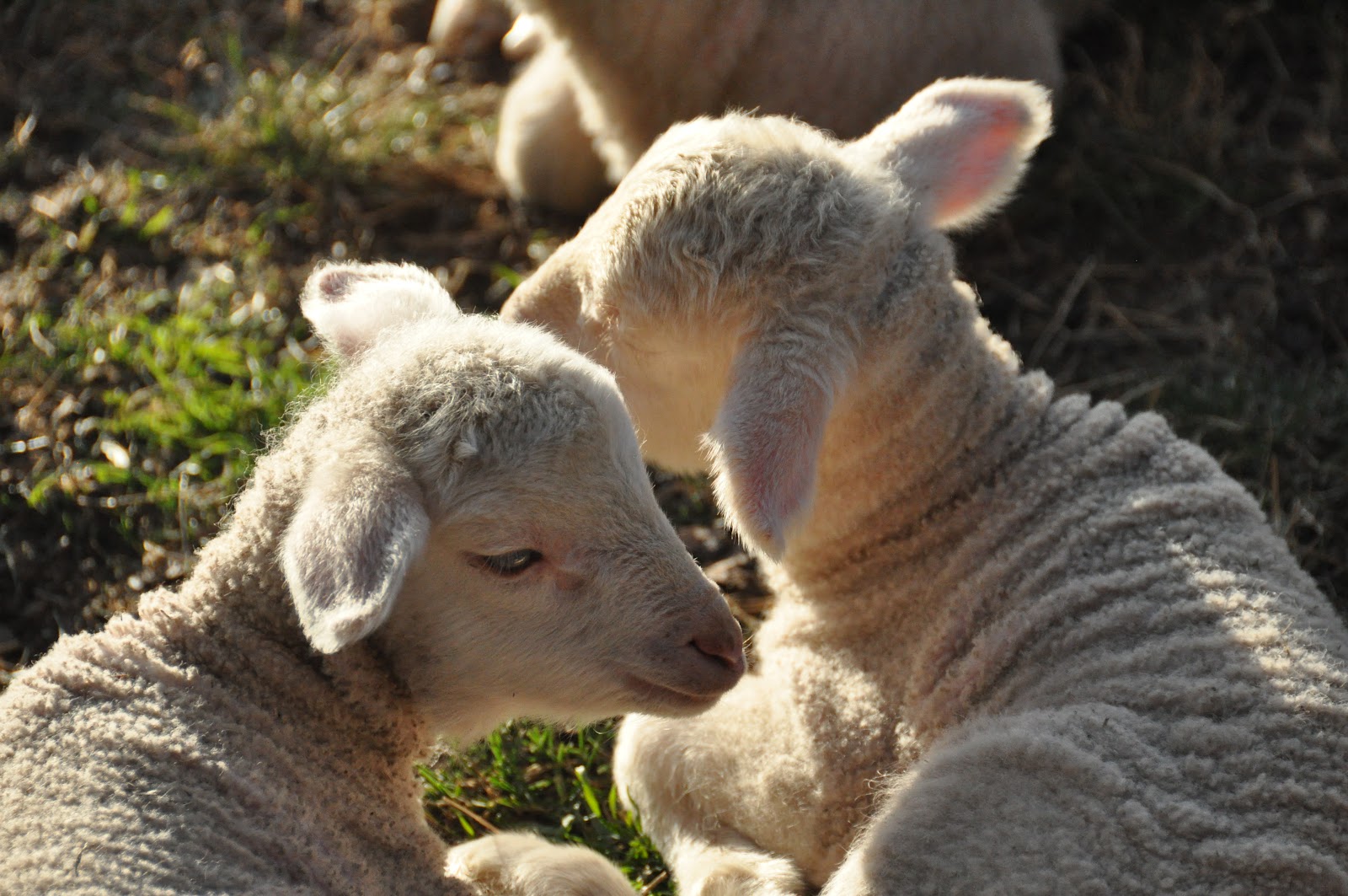 Imagery from Life: Lamb Marking