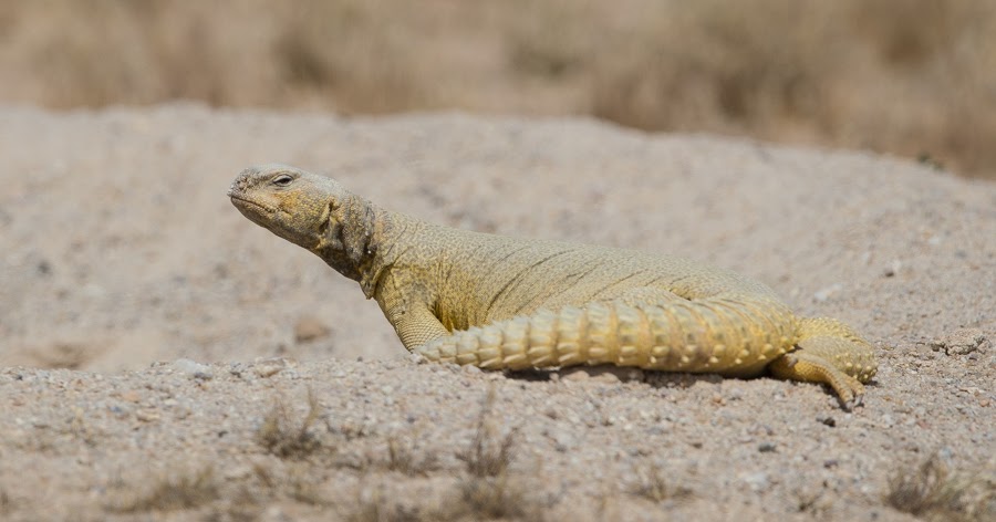 Birds of Saudi Arabia: Arabian Spiny-tailed Lizard - Qariyat Al Ulya