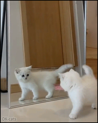 Mirror Image Cat Attacks