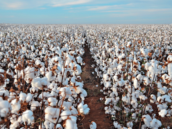 Cotton Export Opportunities to Vietnam