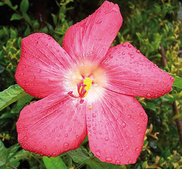 CHOCÓ BIODIVERSO ~ BiodiverChoc