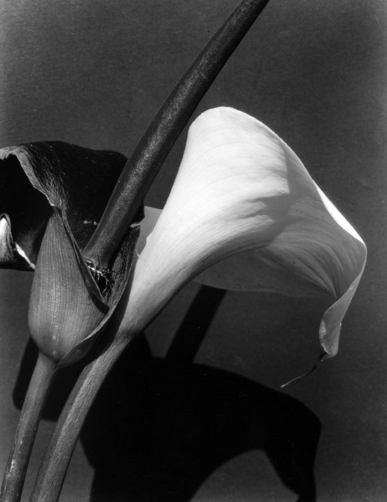 Photos by Tim: Imogen Cunningham - Still life research