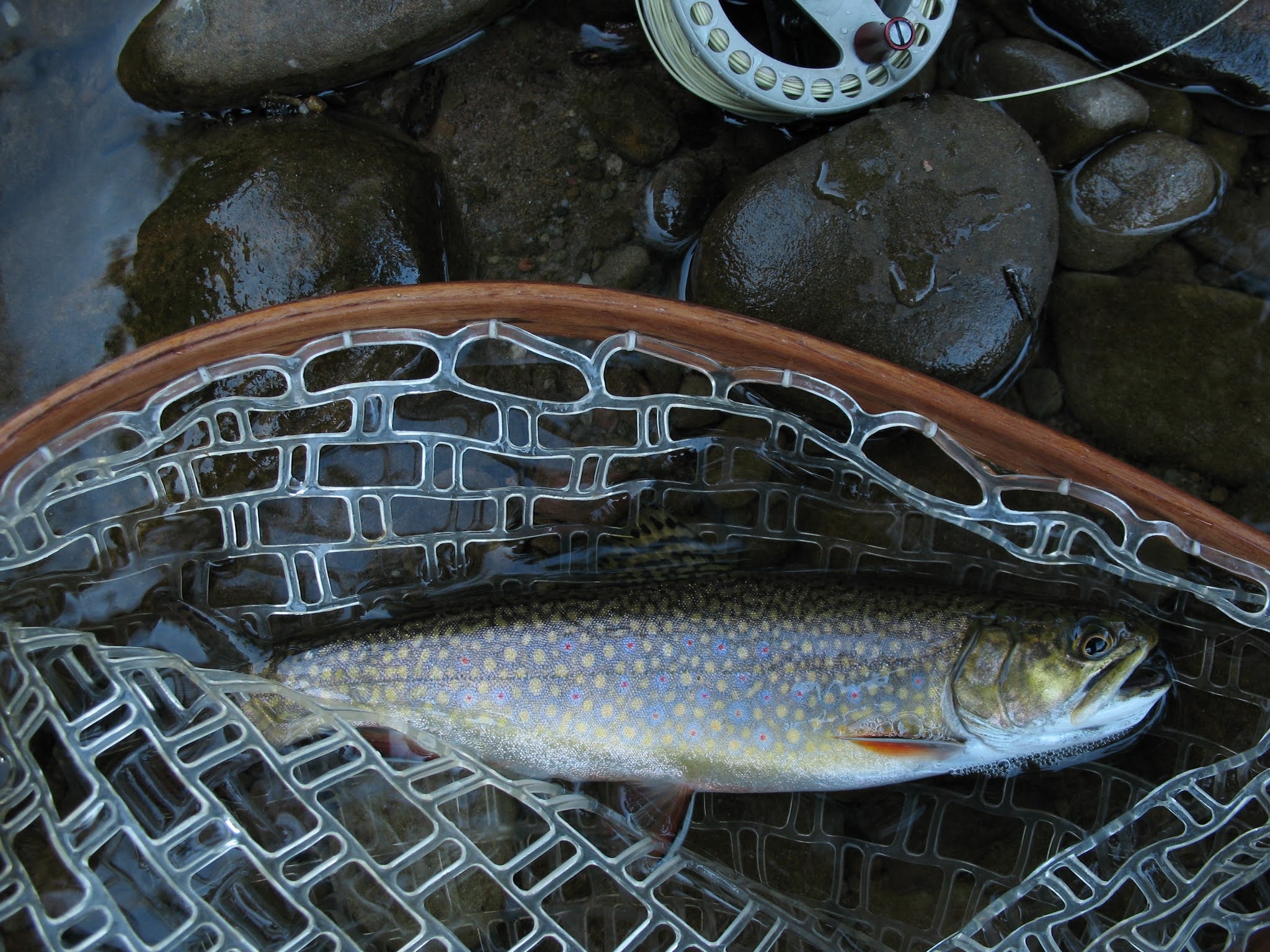 ANOTHER MAYFLY EASY ON THE EYES: SLATE DRAKES ARE BIG!! | Dave Rothrock ...