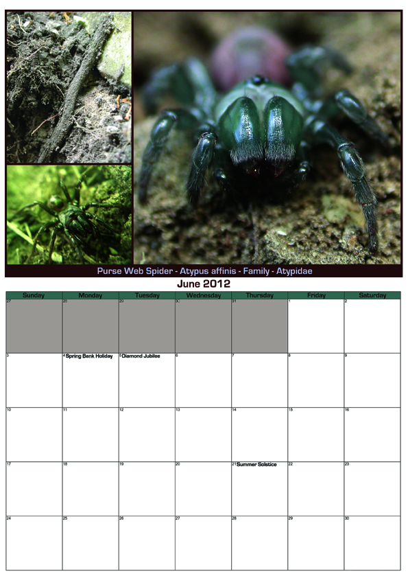 Arachnerds: Spiders Calendar 2012