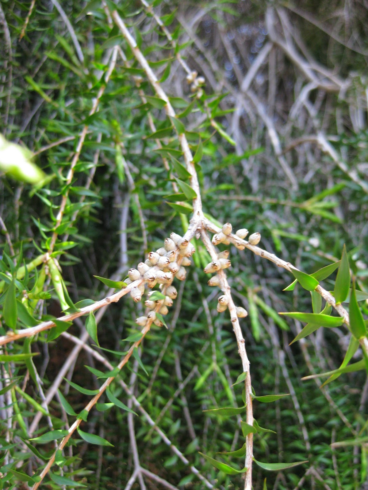Trees of Santa Cruz County: Melaleuca styphelioides - Prickly-leaved ...