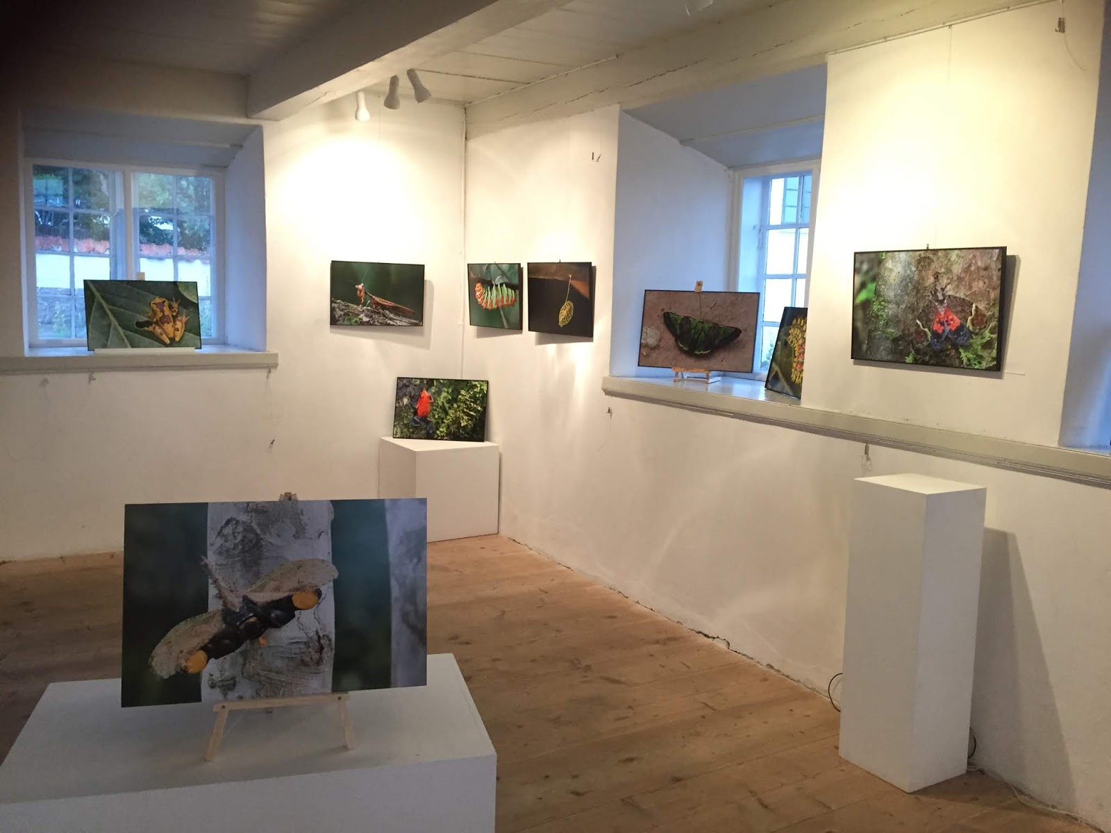 THE LAST VISIBLE DOG: Roy Andersen