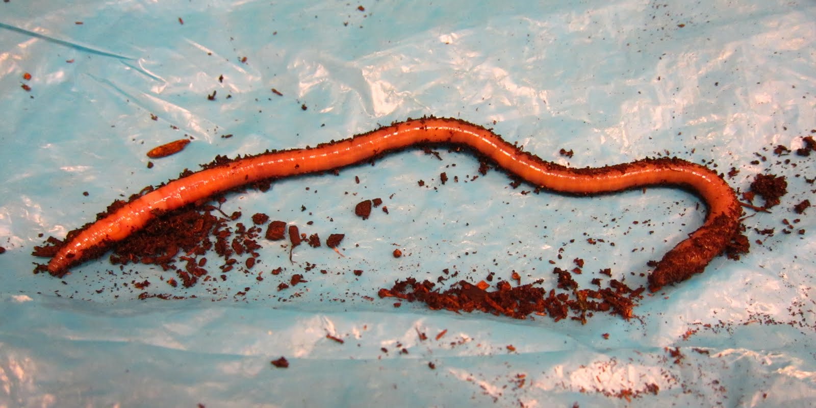 THE KYUBIKEL: "Worm" It Up!