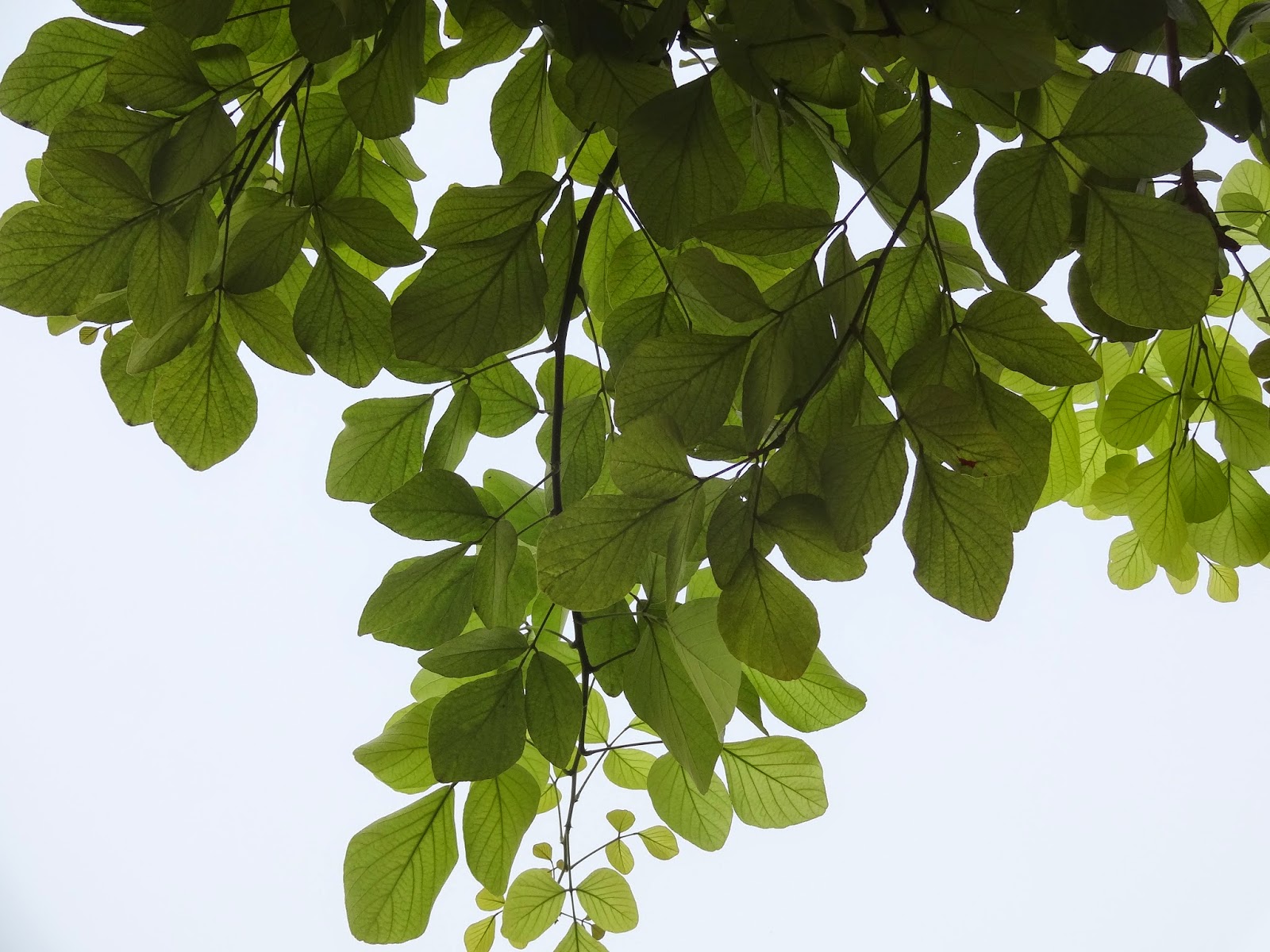 Plants of Lahore - Pakistan: Butea frondosa or Dhak tree- Gold Orange ...