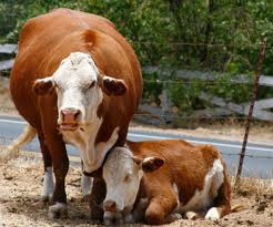 science-4: Animals Born Alive